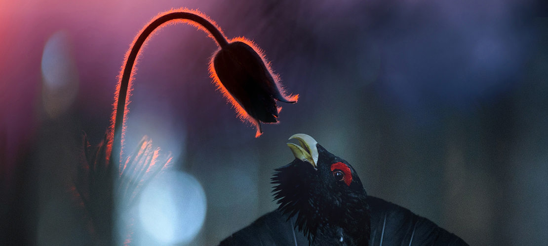 Rolul fotografiei în conservarea naturii cu Dan Dinu și Daniel Mîrlea ...